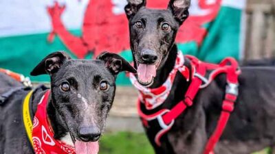Dogs Trust Unveils Election Manifesto for Dogs in Wales - Cwmbranlife